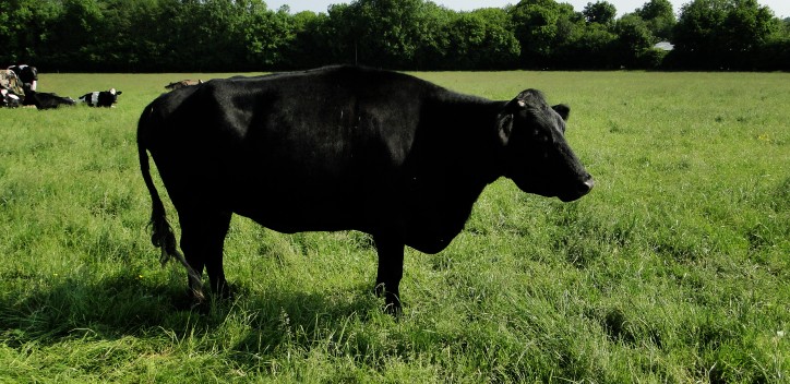 Milk wastage highlights the 'scandal' of our food system | The Vegan ...